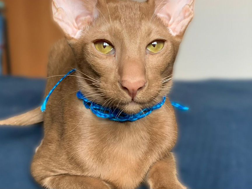 Ориентальная кошечка