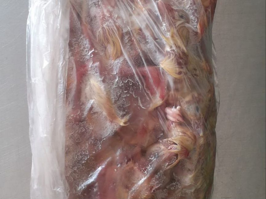 Чищенные суточные цыплята