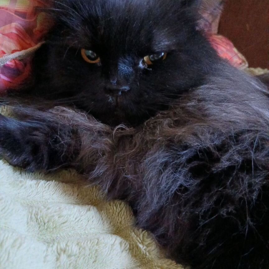 Шикарный котик Феня