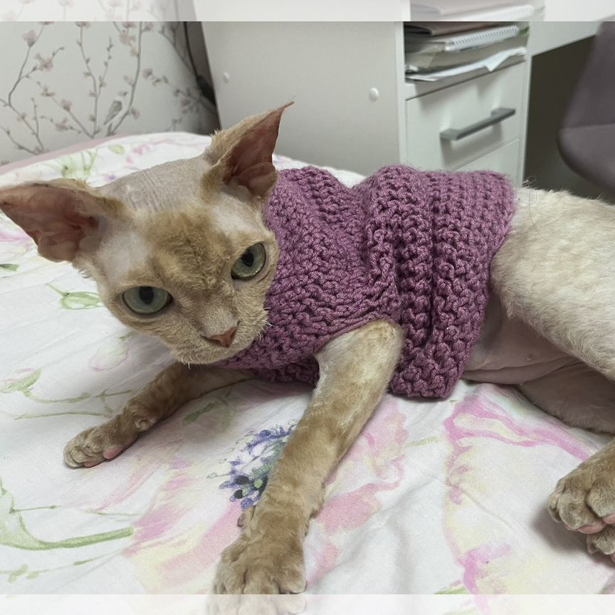 Одежда для кошек