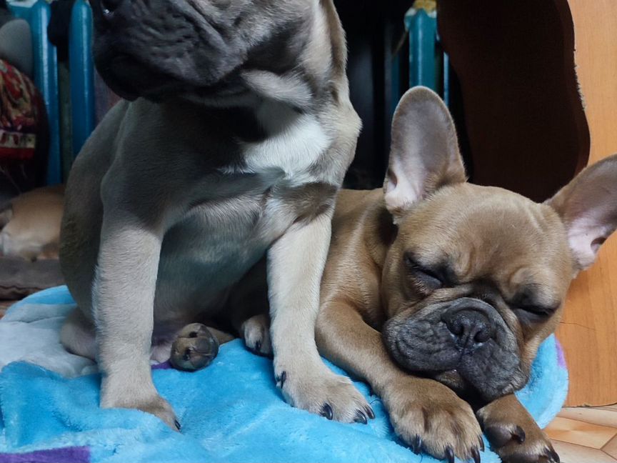 Французский бульдог щенки