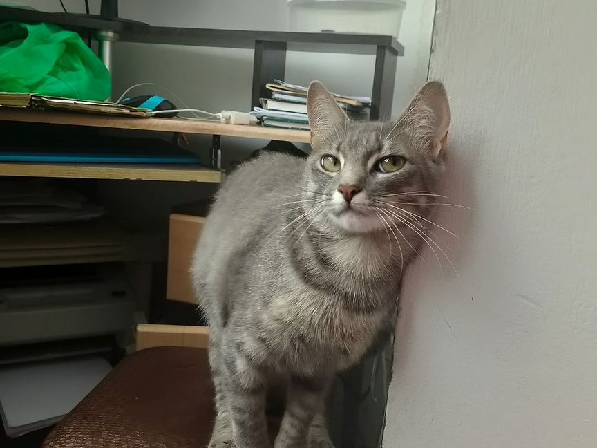 Кошка