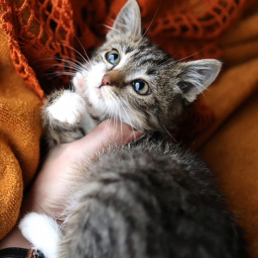 Котёнок в добрые руки