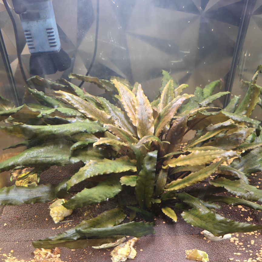 Криптокарина вендта