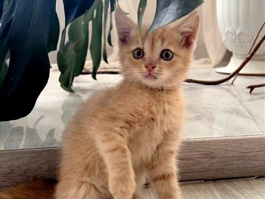 Котята