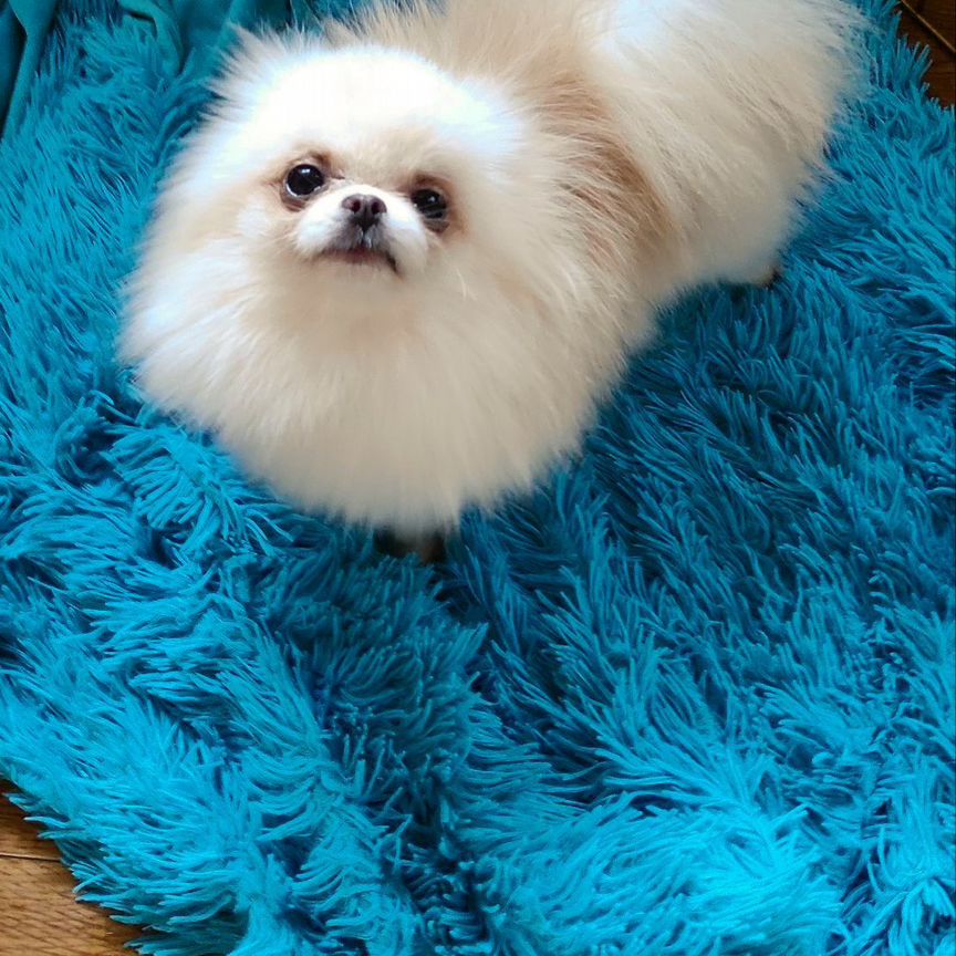 Померанский шпиц мини девочка