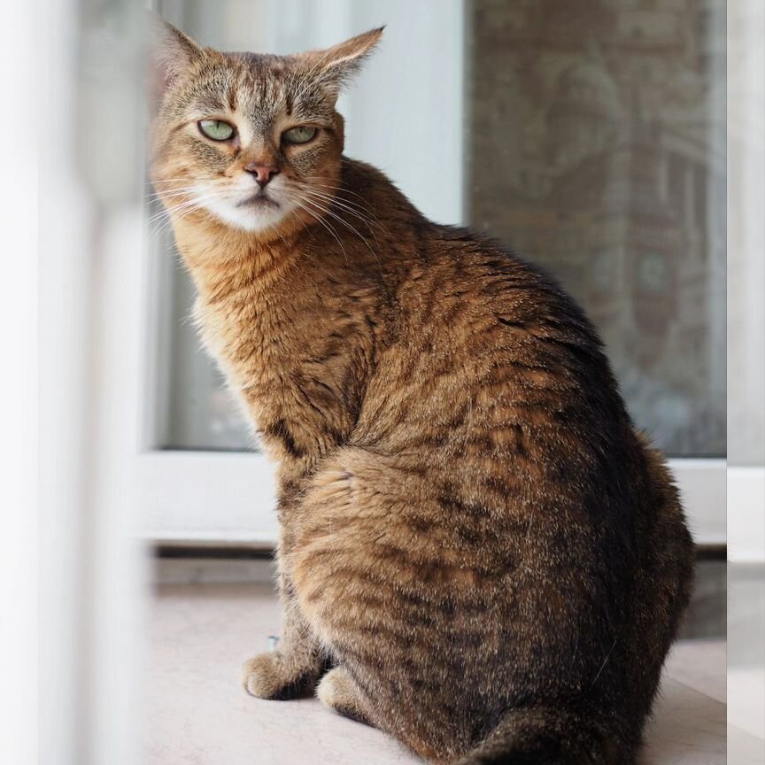 Кошечка Ассоль
