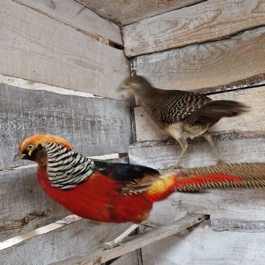 Золотой фазан