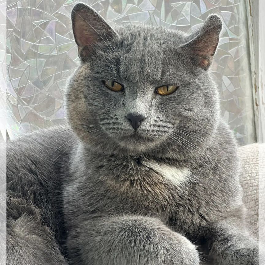 Взрослый кот в добрые руки