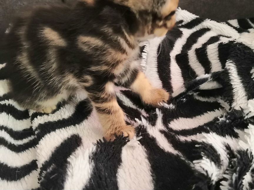 Шотландские вислоухие котята