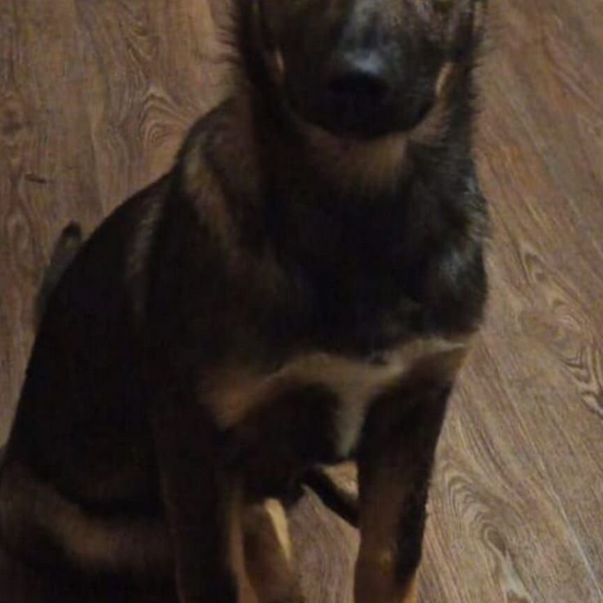 Автозаводская сторожевая в добрые руки