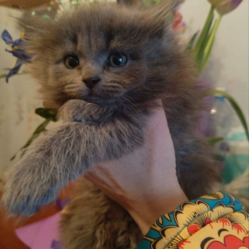 Котенок (дев.) 2 мес