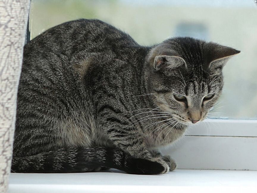 Котенок Ларисон
