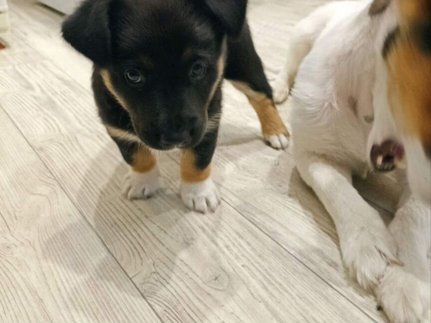 Собаки бесплатно в добрые руки