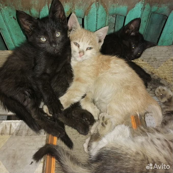 Котята в опасности в автосервисе