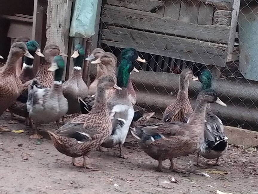 Утки кряквы