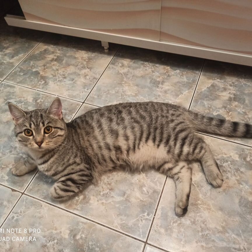 Отдам кошку