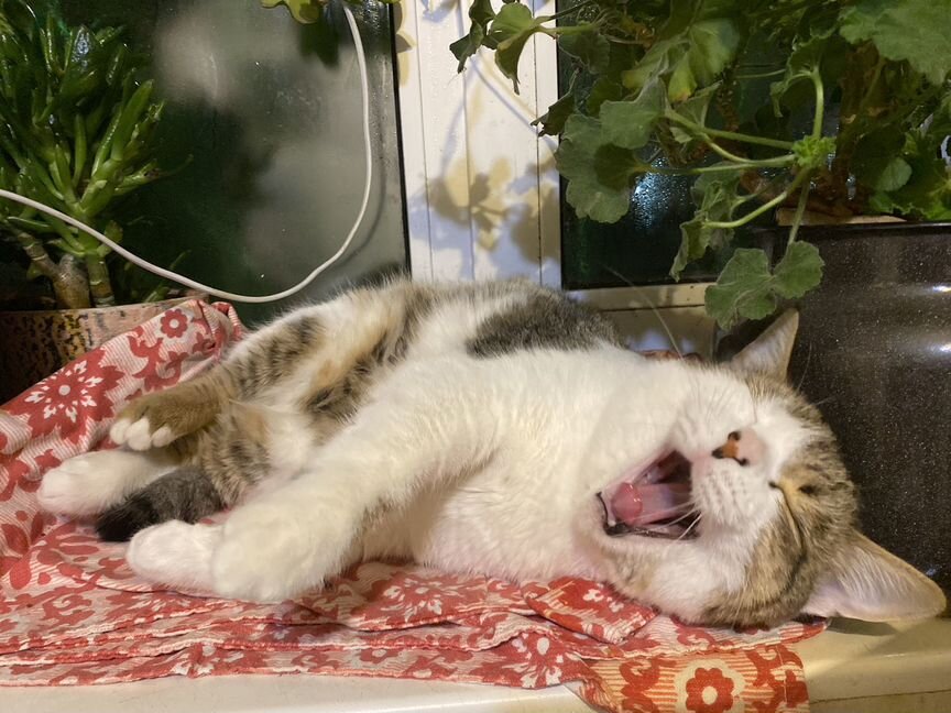 Ласковый котенок 10 месяцев