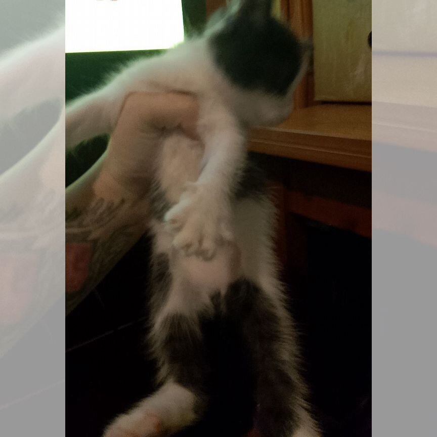 Отдам бесплатно котят