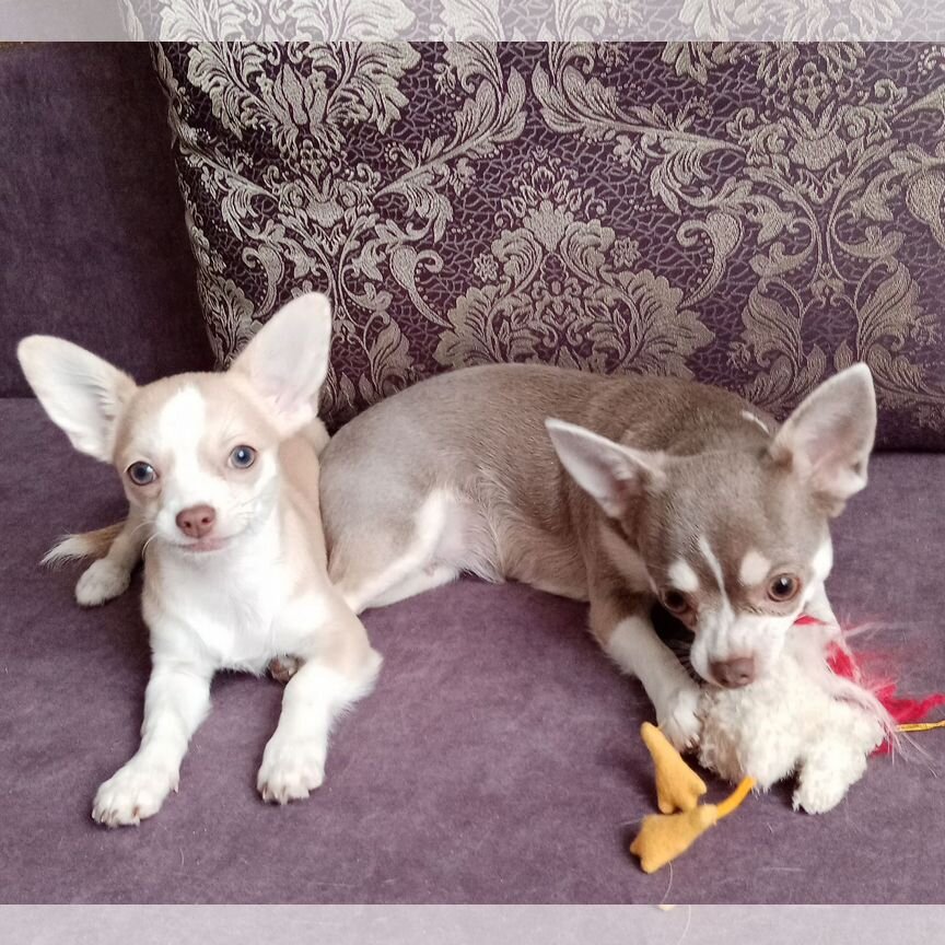 Чихуахуа, щенок