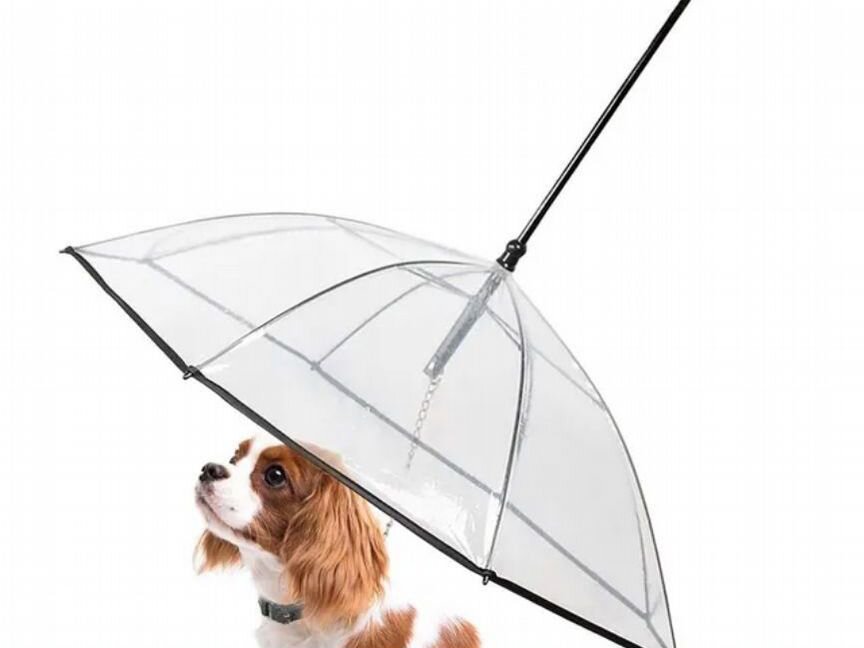 Зонт для собаки