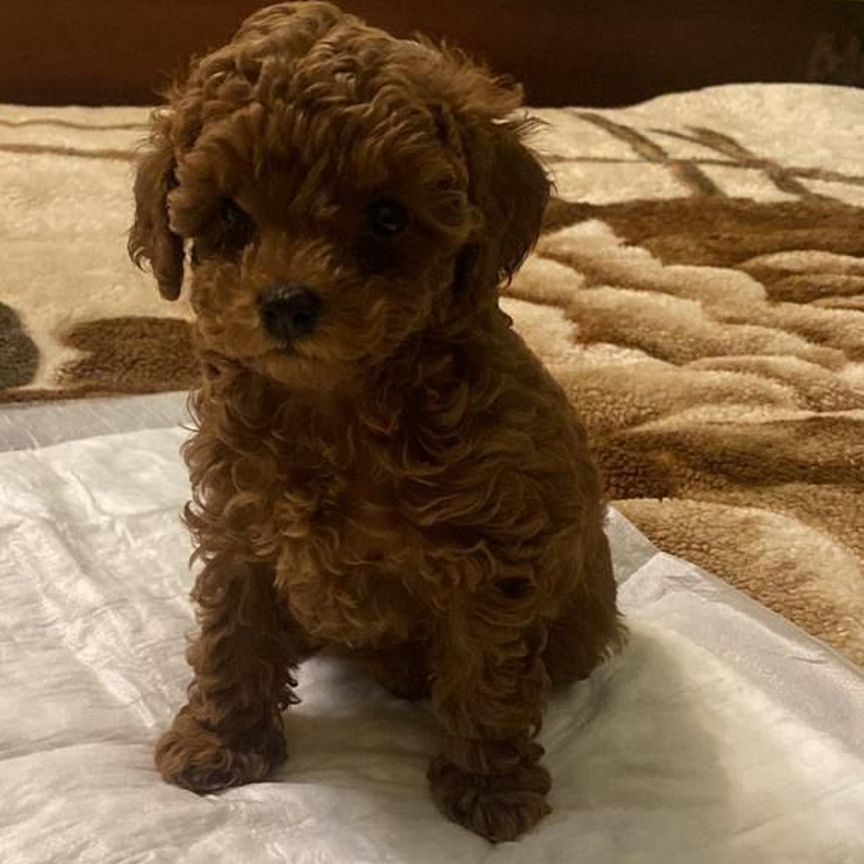 Той-пудель, щенок