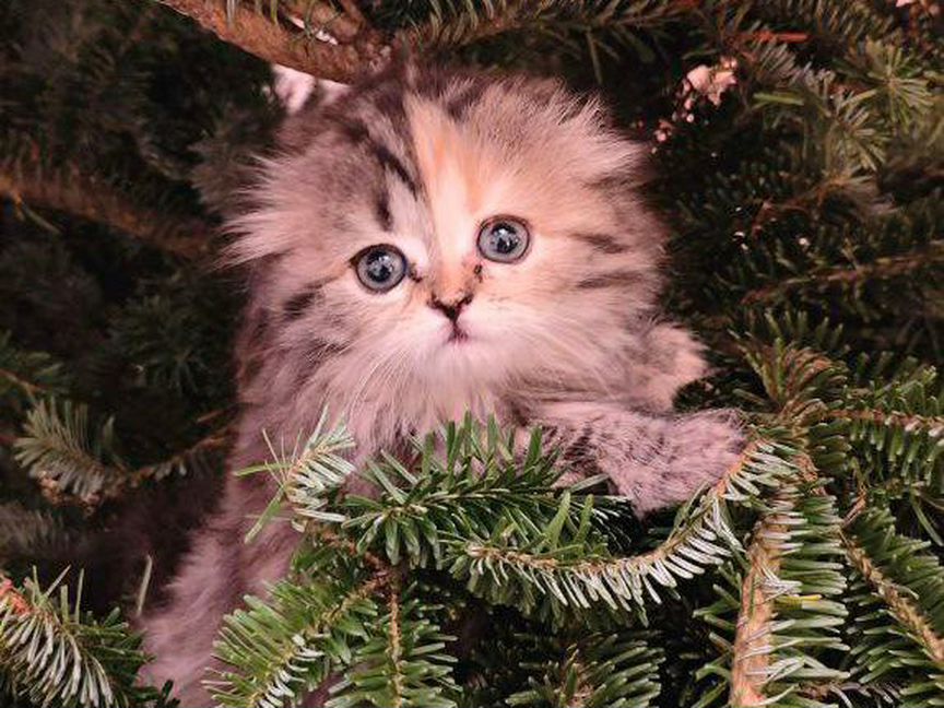 Шотландские длинношерстные вислоухие котята