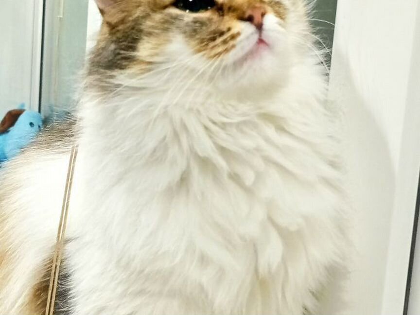 Сибирская красавица Глория