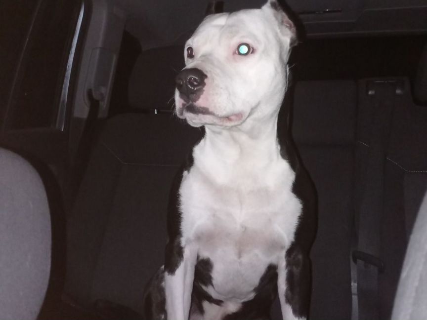 Найдена собака стафф