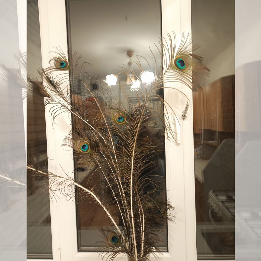 Павлиное перо