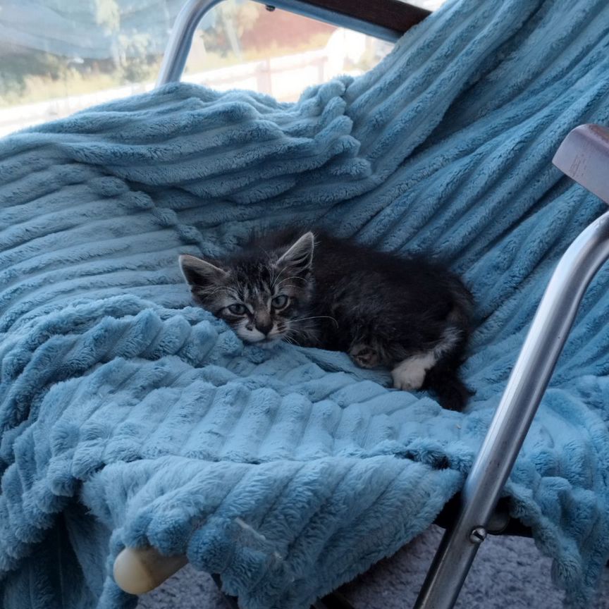 Котёнок в добрые руки