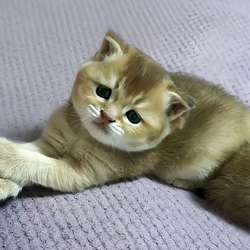 Котята золотая шиншилла