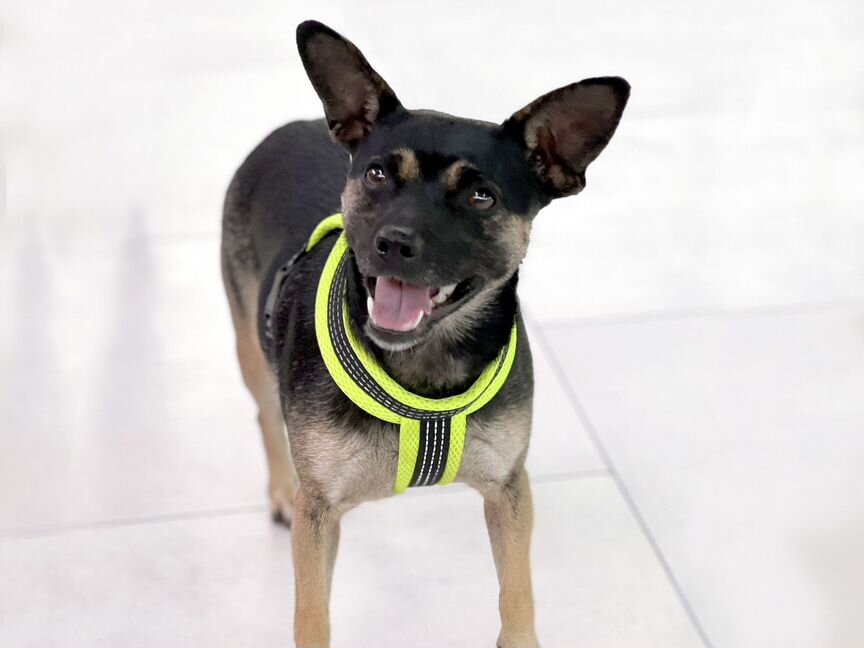 Крошка Веснушка в добрые руки