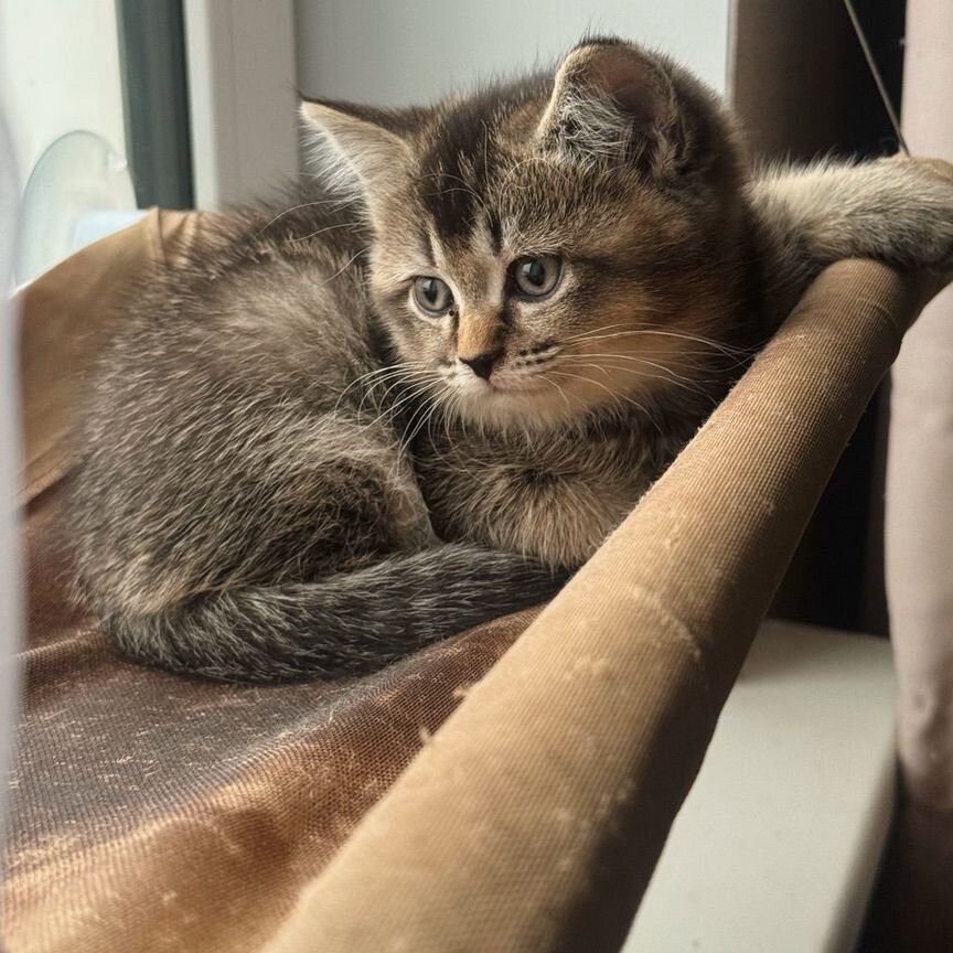 Шотландский вислоухий короткошёрстный котёнок