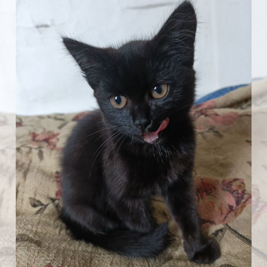 Черный котенок