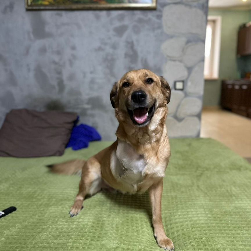 Трёхлапая девочка Томмочка