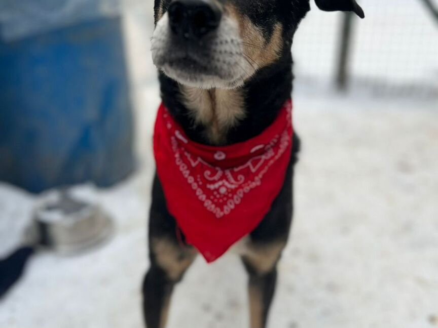 Собака клайд ждет вас