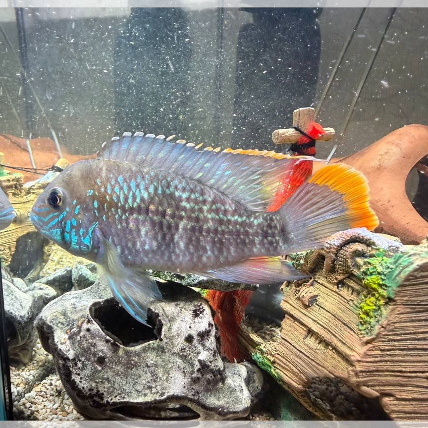 Цихлид бирюзовый