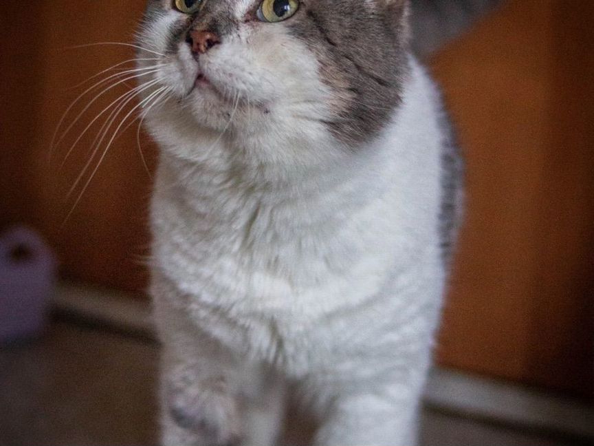 Замурчательный котик Паскаль