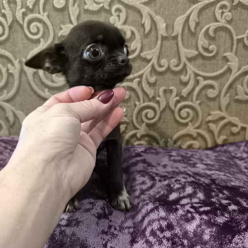 Чихуахуа мини девочки