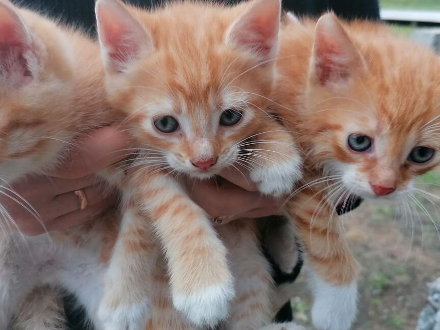 Котята рыжие