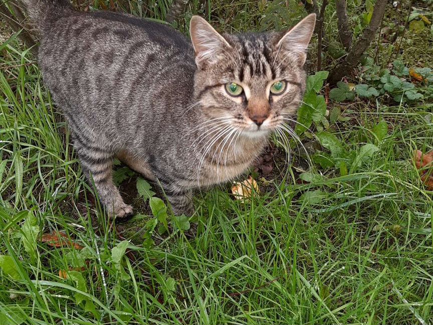 Кошка. Кошка вискас, черепашковая кошка