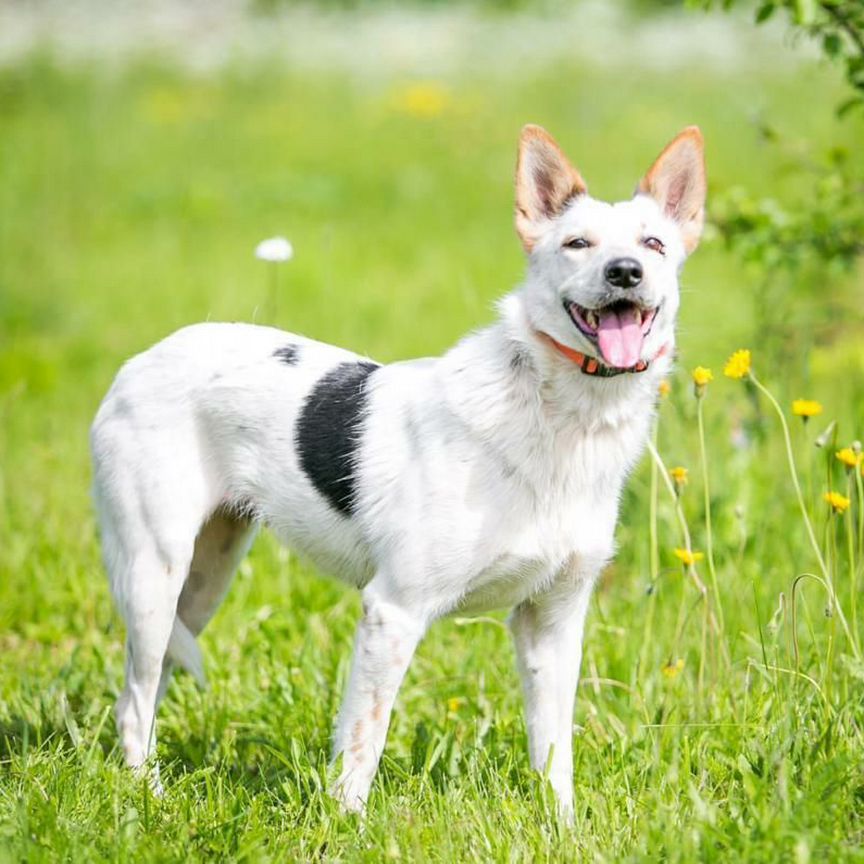 Собака Белка в добрые руки