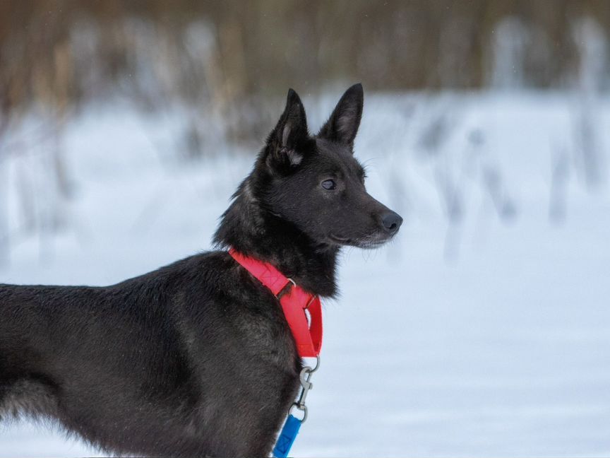 Собака прекрасная девочка