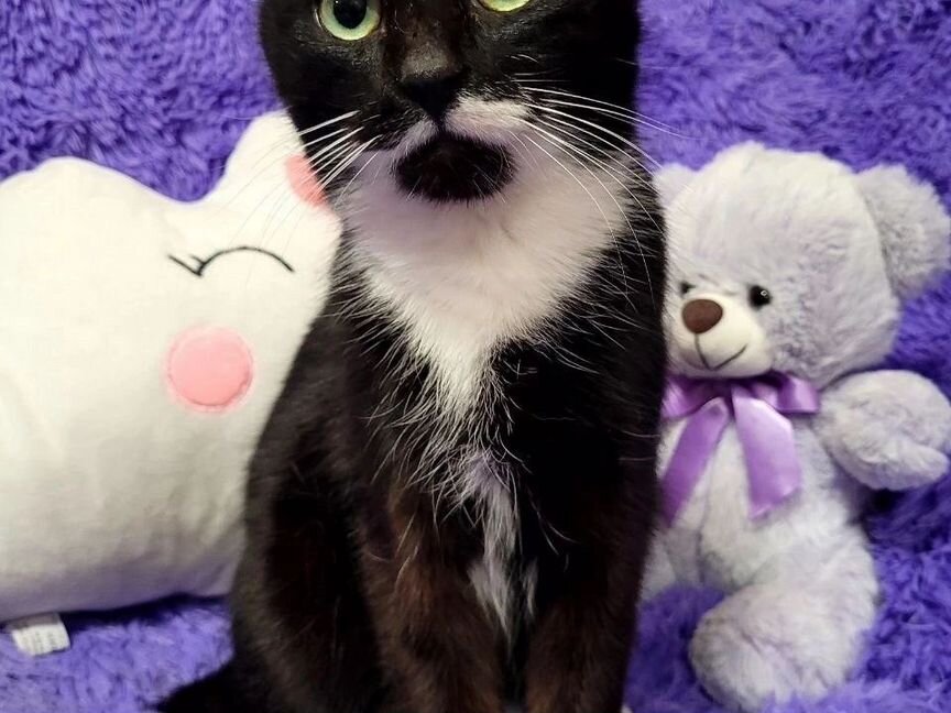 Кошка