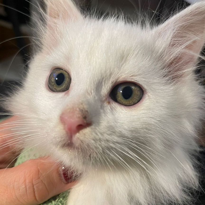 Маленький котёнок, девочка, в добрые ручки