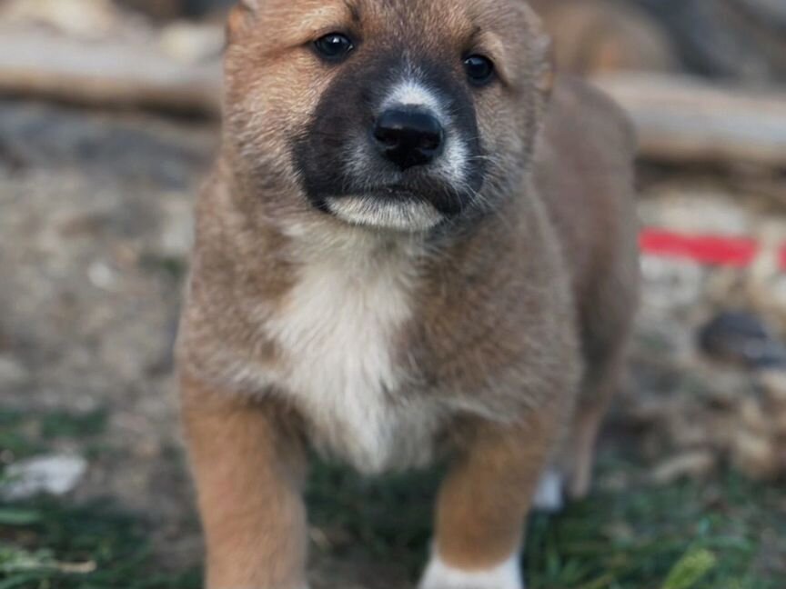 Помесь алабая в добрые руки