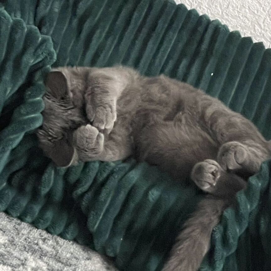 Котенок девочка в добрые руки