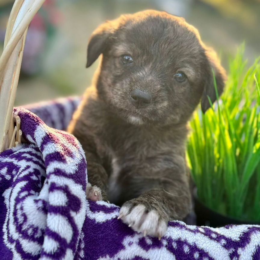 Щенок в добрые руки