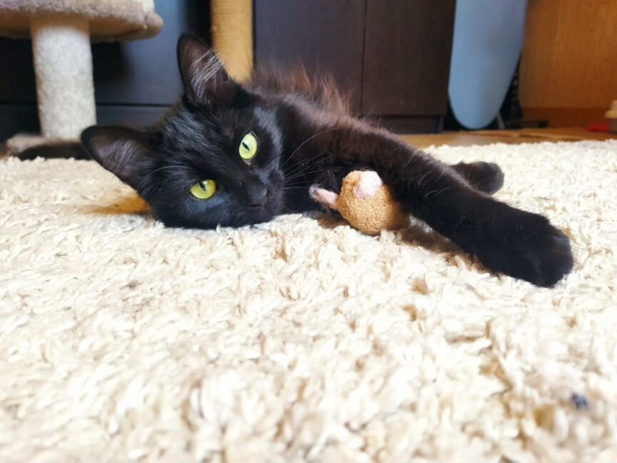 Кошечка Чери в добрые руки